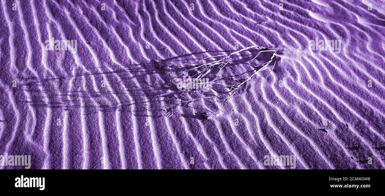 Barren Branch laying across sand wave in vivid purple Stock Photo - Alamy