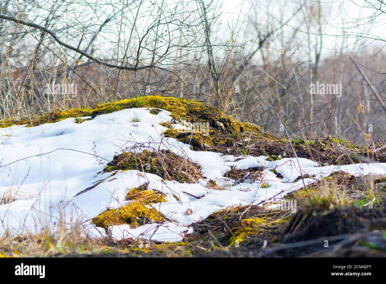 Melting snow with green moss and last Stock Photo - Alamy