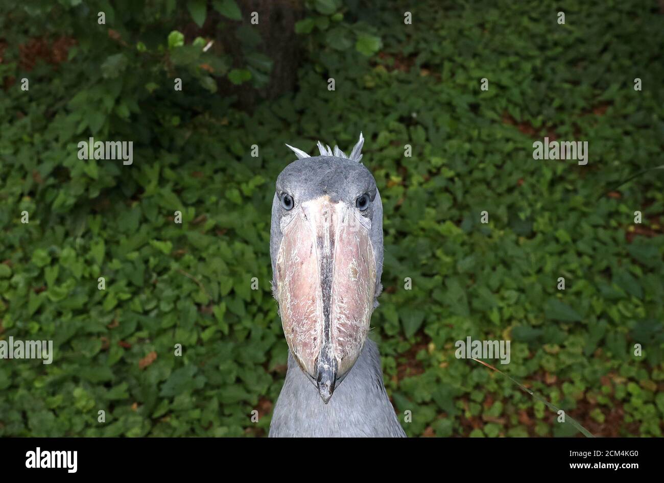 Herman park zoo hi-res stock photography and images - Alamy