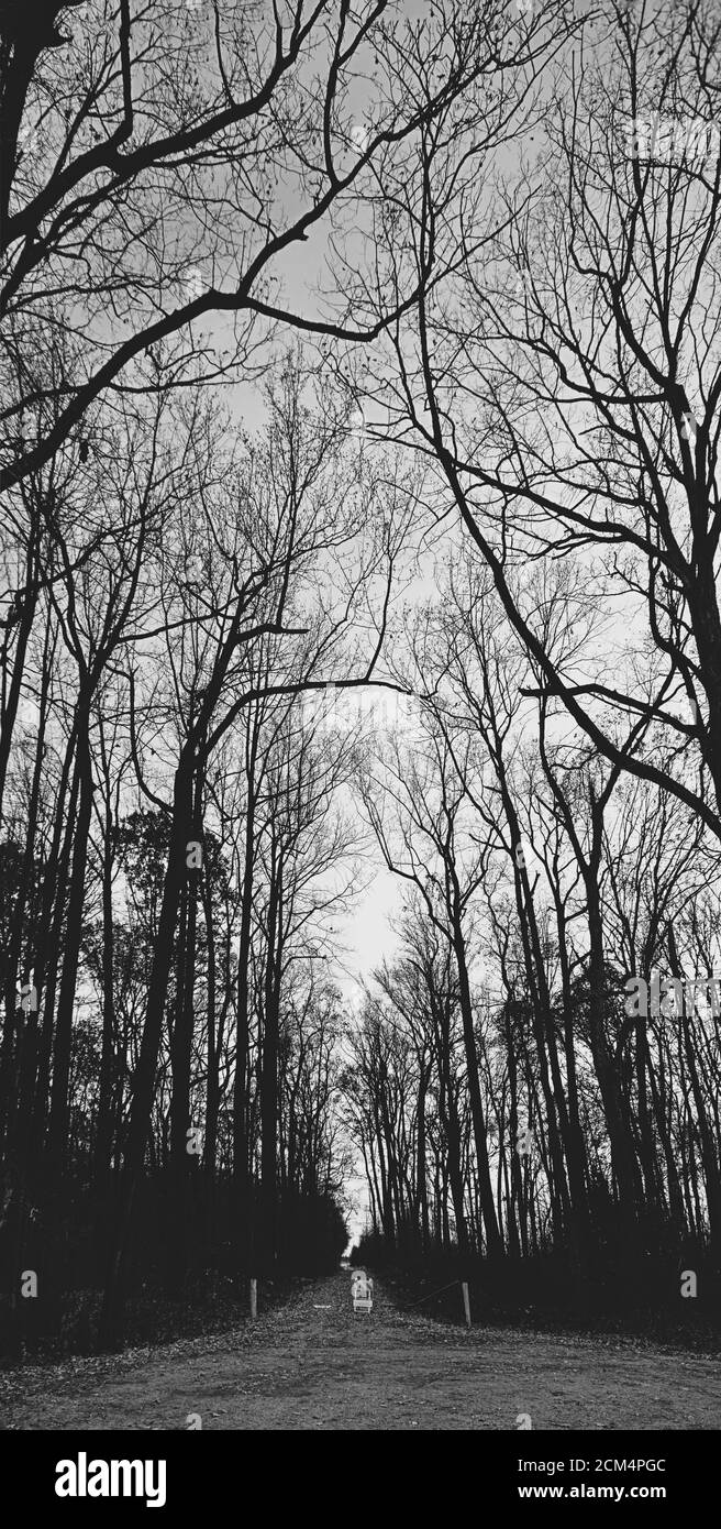 The harsh landscape of barren trees during a winter day Stock Photo - Alamy