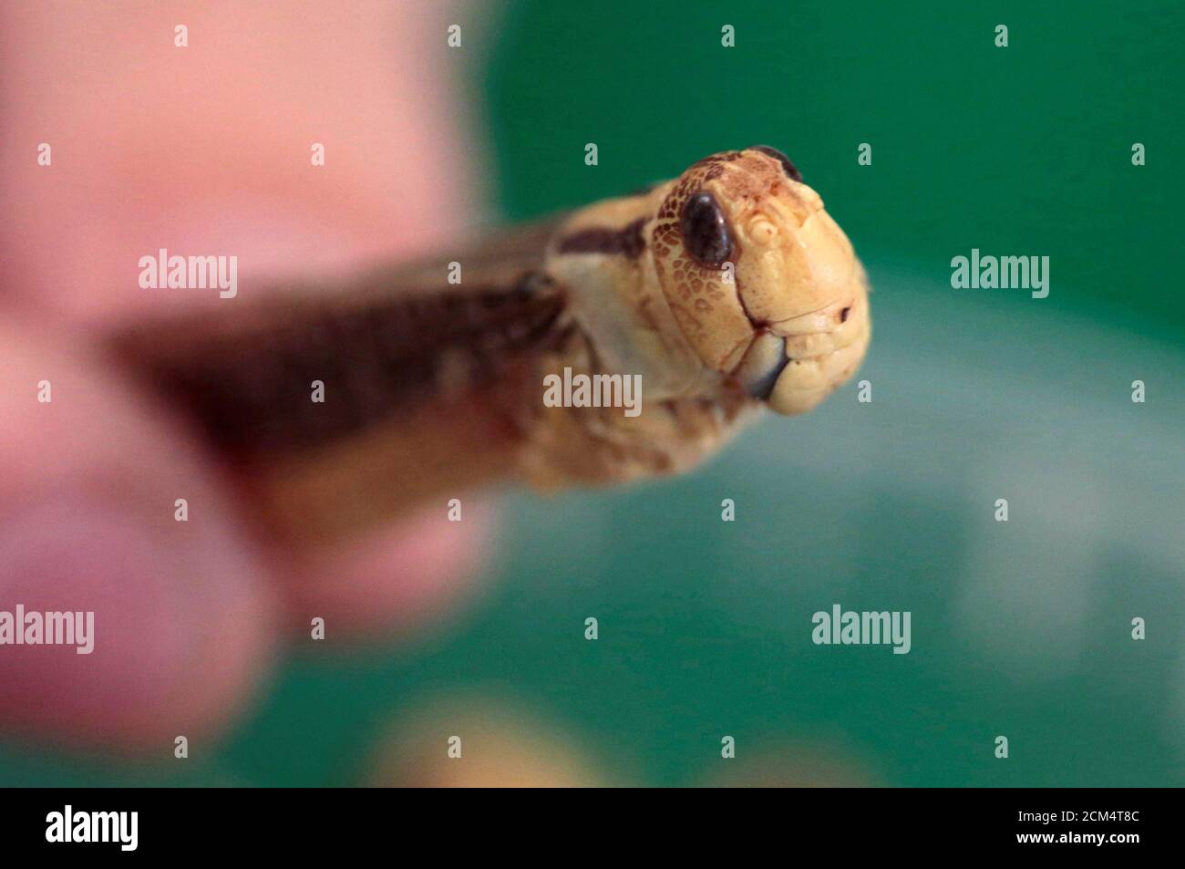 Human eating insect hi-res stock photography and images - Alamy