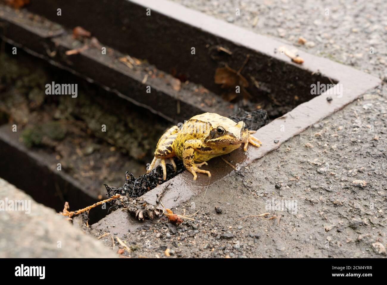 Frog ladders hi-res stock photography and images - Alamy