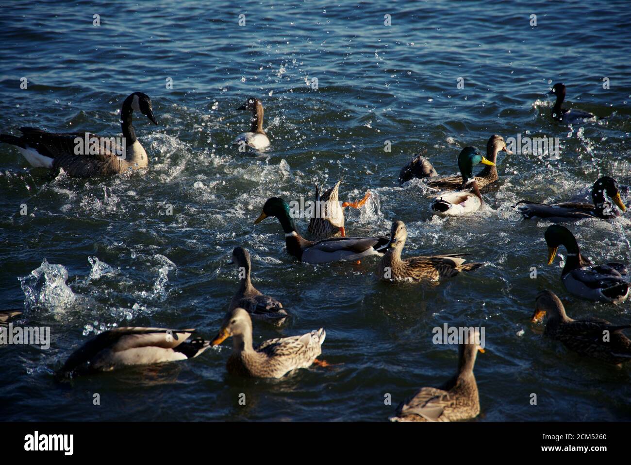 Flock of different types of ducks swimming in water Stock Photo - Alamy