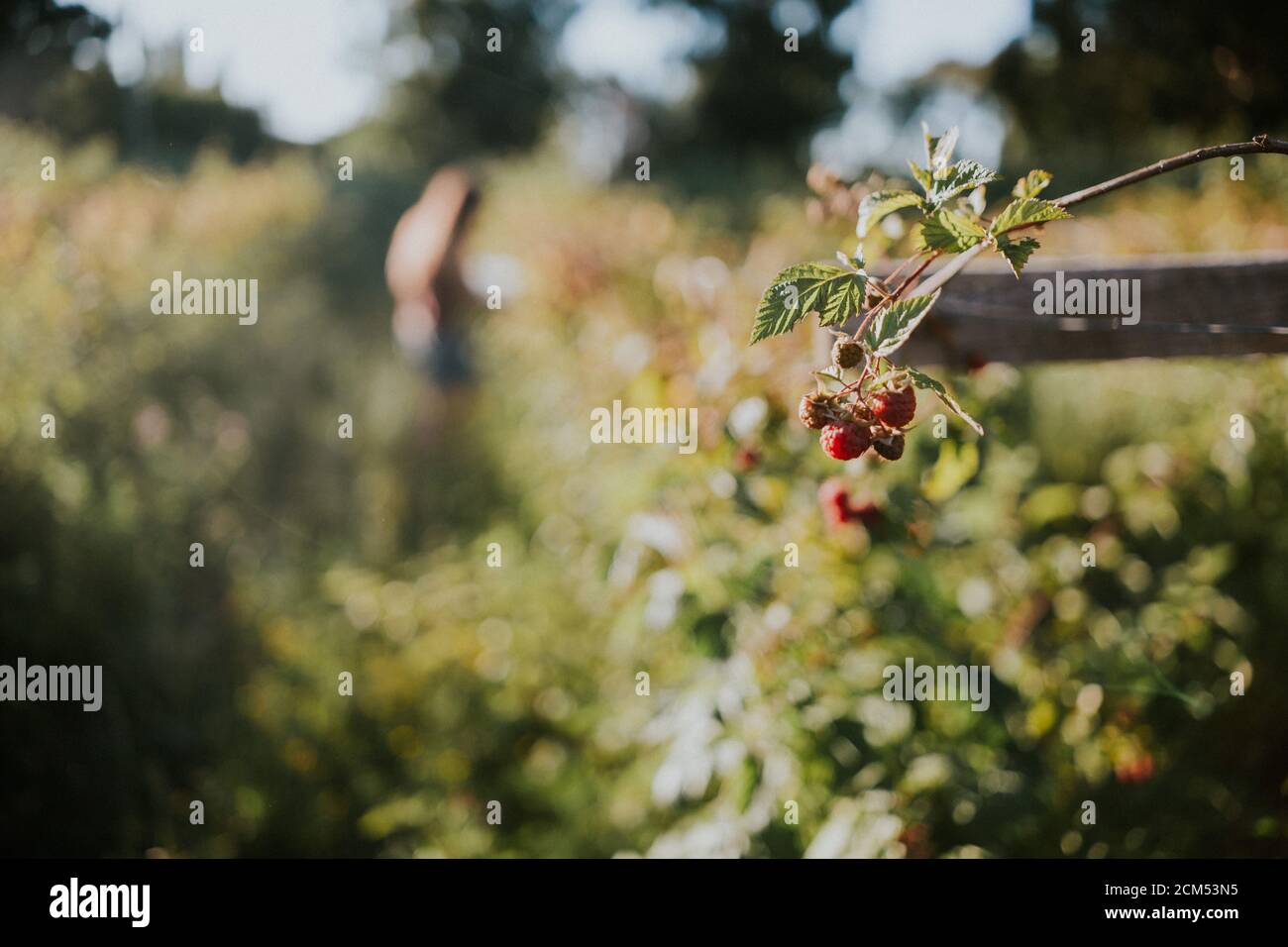 Scotland fruit production hi-res stock photography and images - Alamy