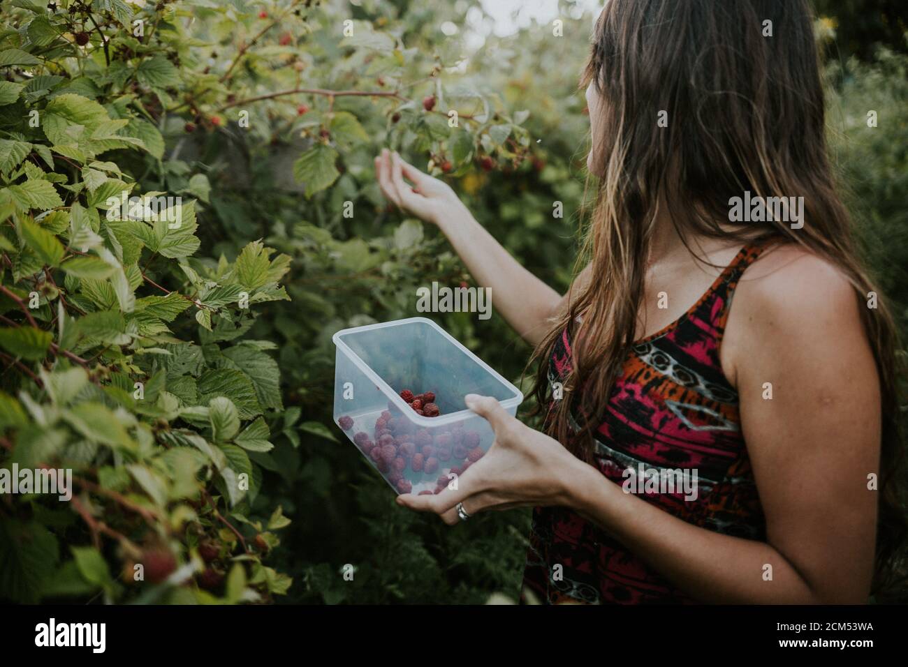 Picking organic raspberries in a fresh plantation Stock Photo - Alamy