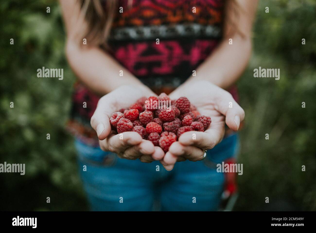 Picking organic raspberries in a fresh plantation Stock Photo - Alamy