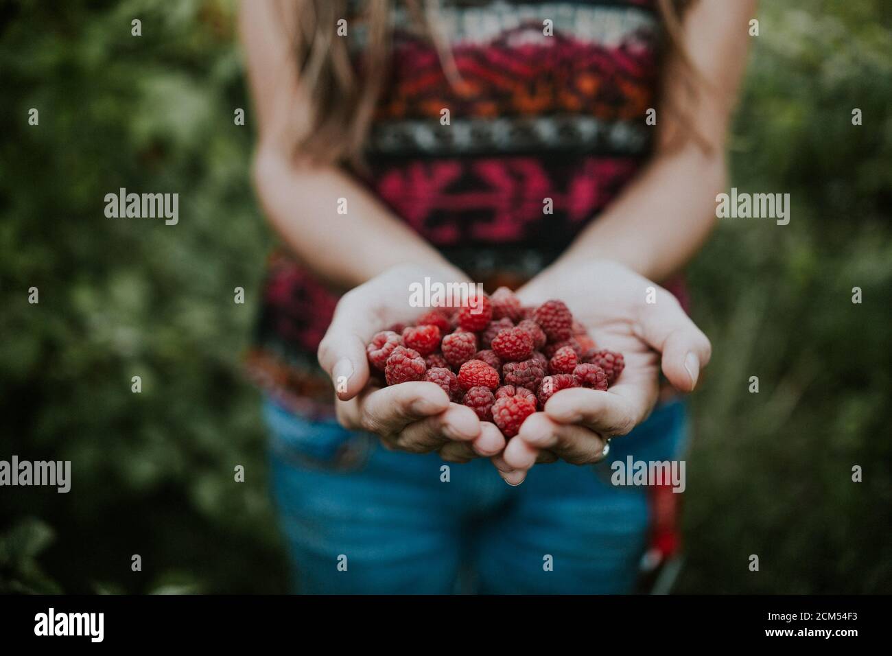 Picking organic raspberries in a fresh plantation Stock Photo - Alamy