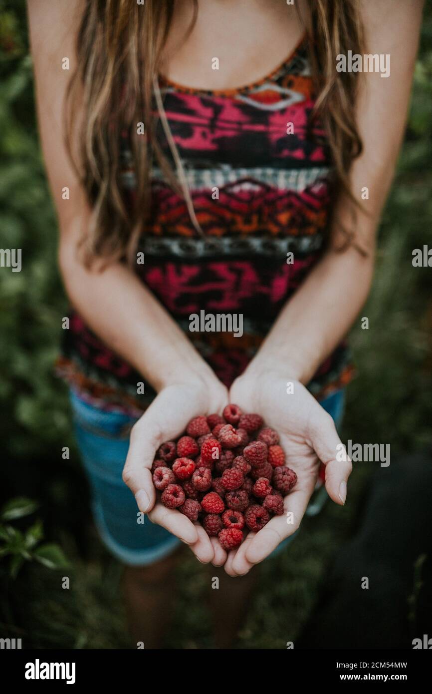 Picking organic raspberries in a fresh plantation Stock Photo - Alamy