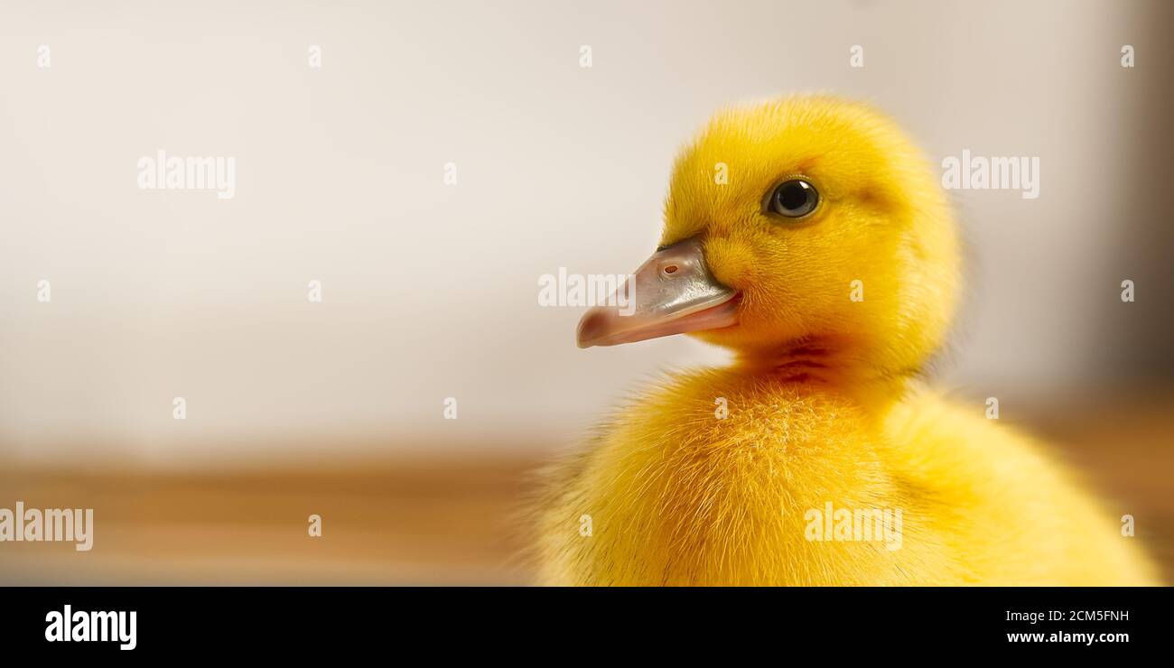 Newborn cute yellow little duckling close up. portrait of yellow ...