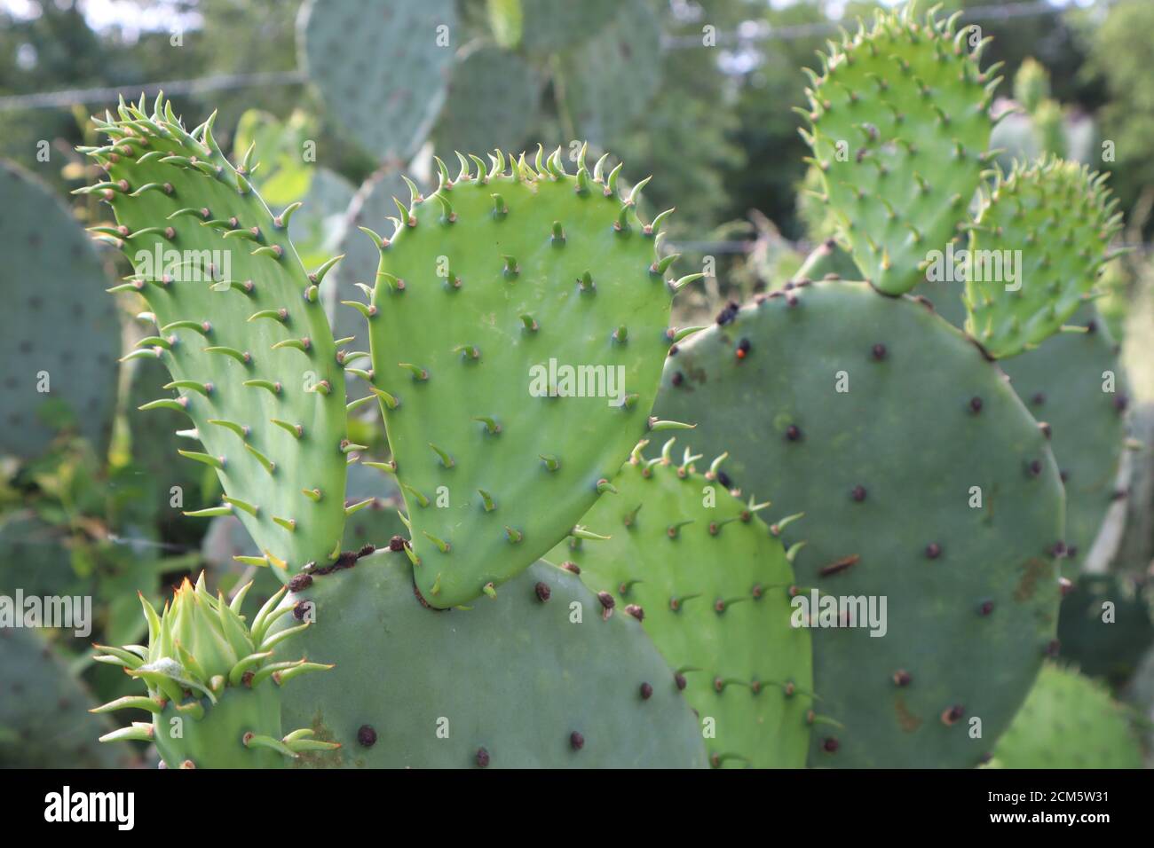 Prickly pear pads hi-res stock photography and images - Alamy