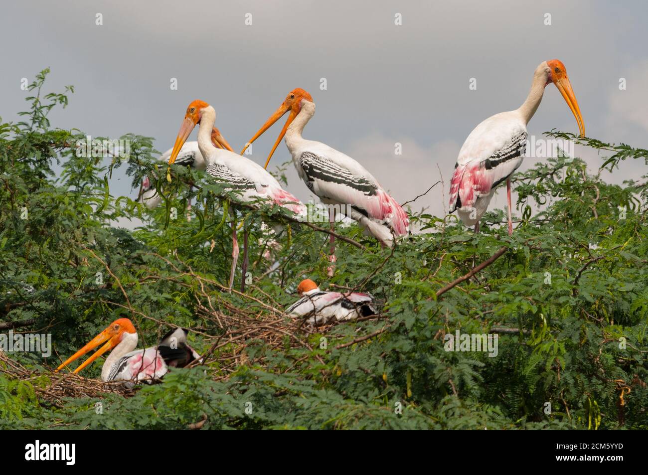 Painted stork (Mycteria leucocephala Stock Photo - Alamy