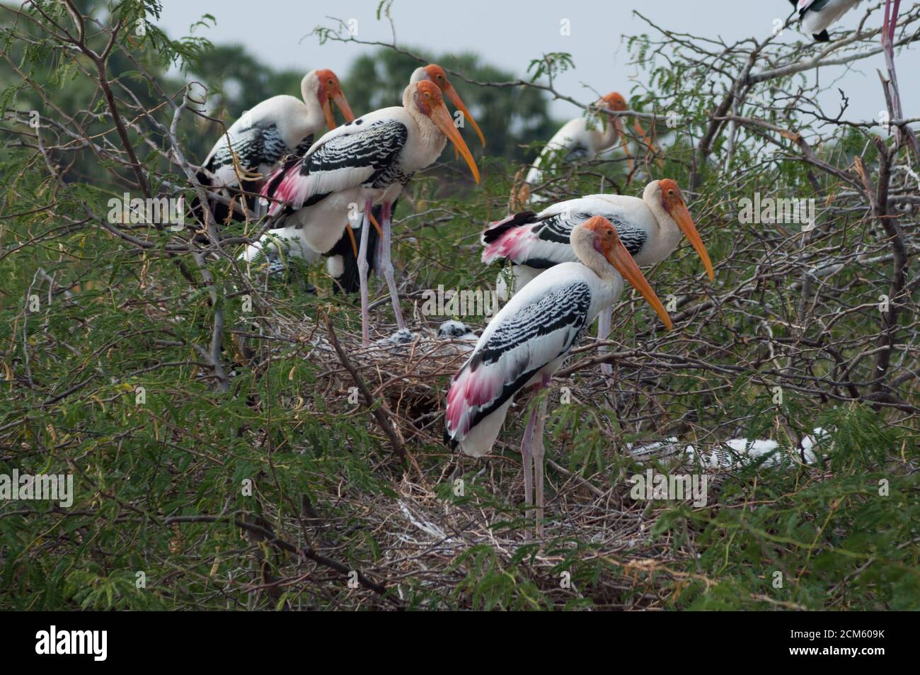 Painted stork (Mycteria leucocephala Stock Photo - Alamy