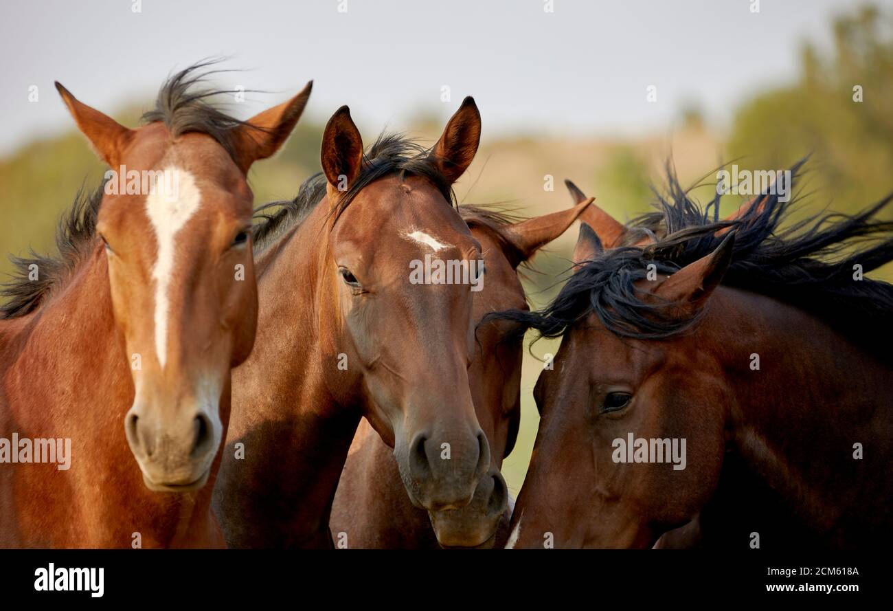 Quarterhorse hi-res stock photography and images - Alamy