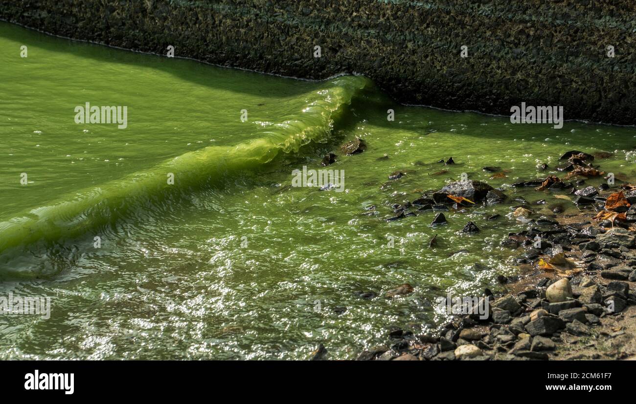 Cyanobacteria bloom at a reservoir Stock Photo - Alamy