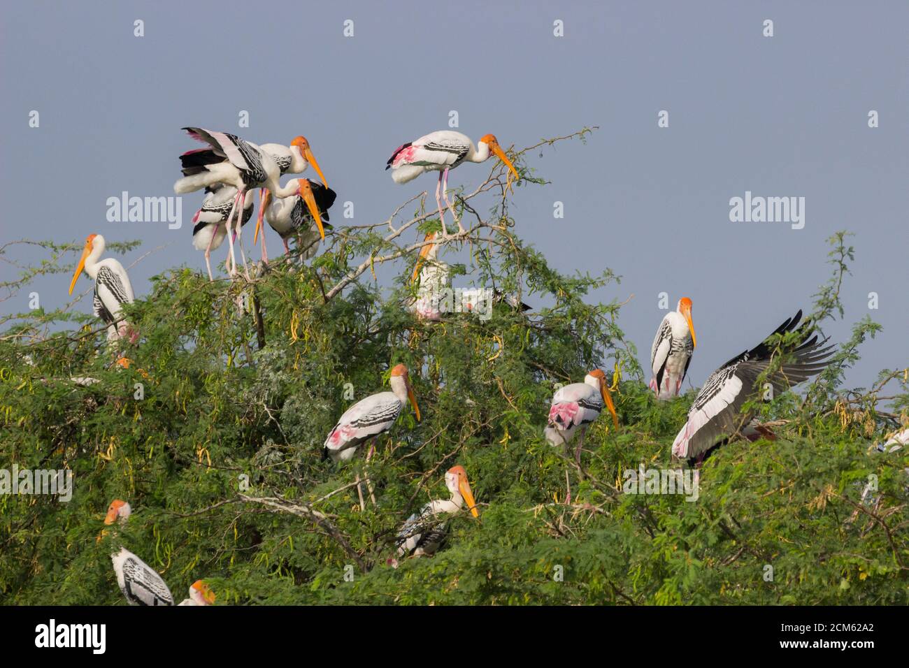 Chest markings hi-res stock photography and images - Alamy