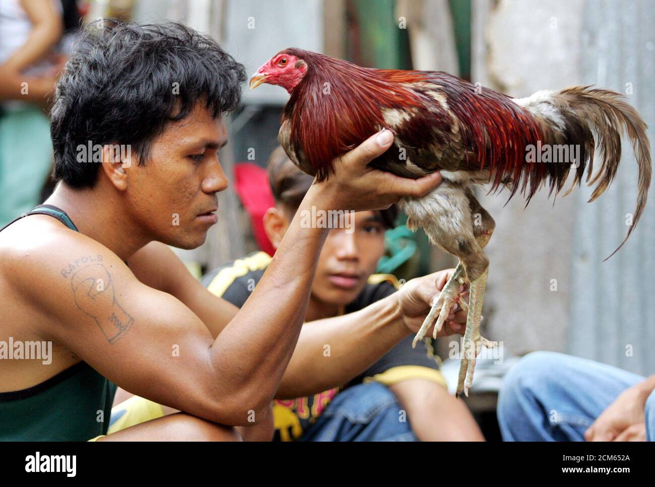 Filipino rooster hi-res stock photography and images - Alamy