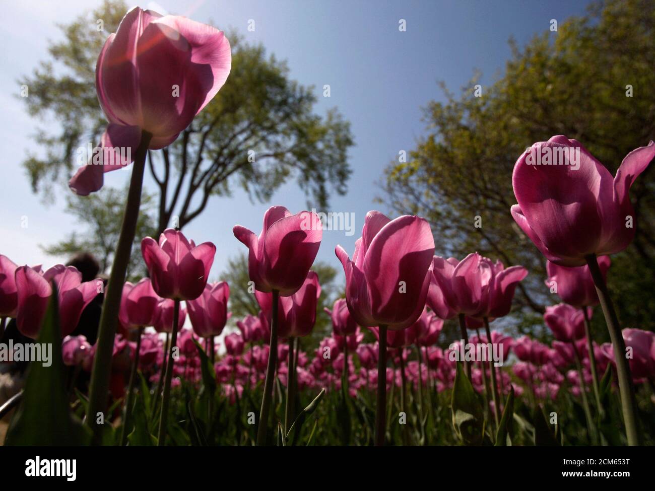 World largest tulip festival hi-res stock photography and images - Alamy