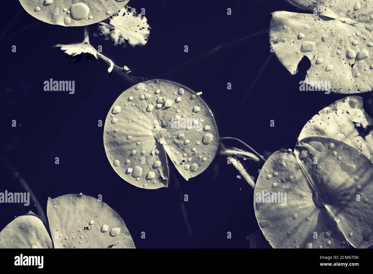 Lily pad floating on top hi-res stock photography and images - Alamy
