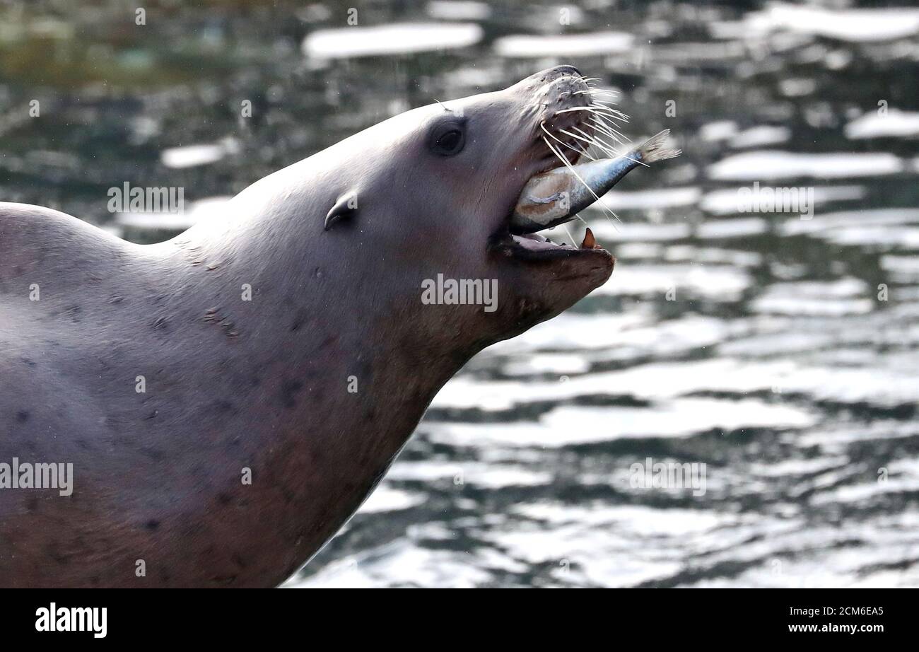 Herman park zoo hi-res stock photography and images - Alamy