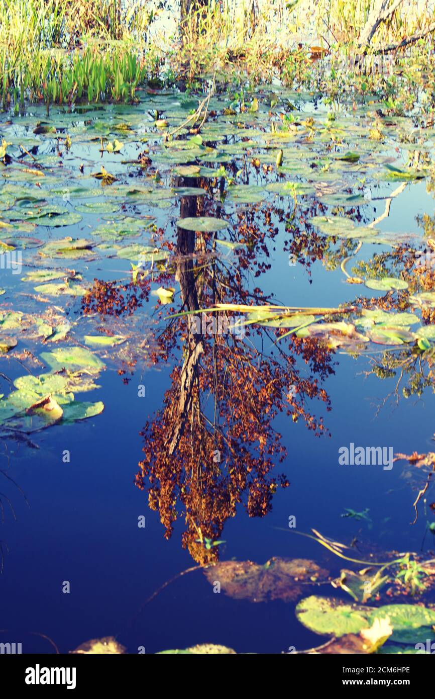 Reflection of autumn trees in still marsh land water Stock Photo - Alamy