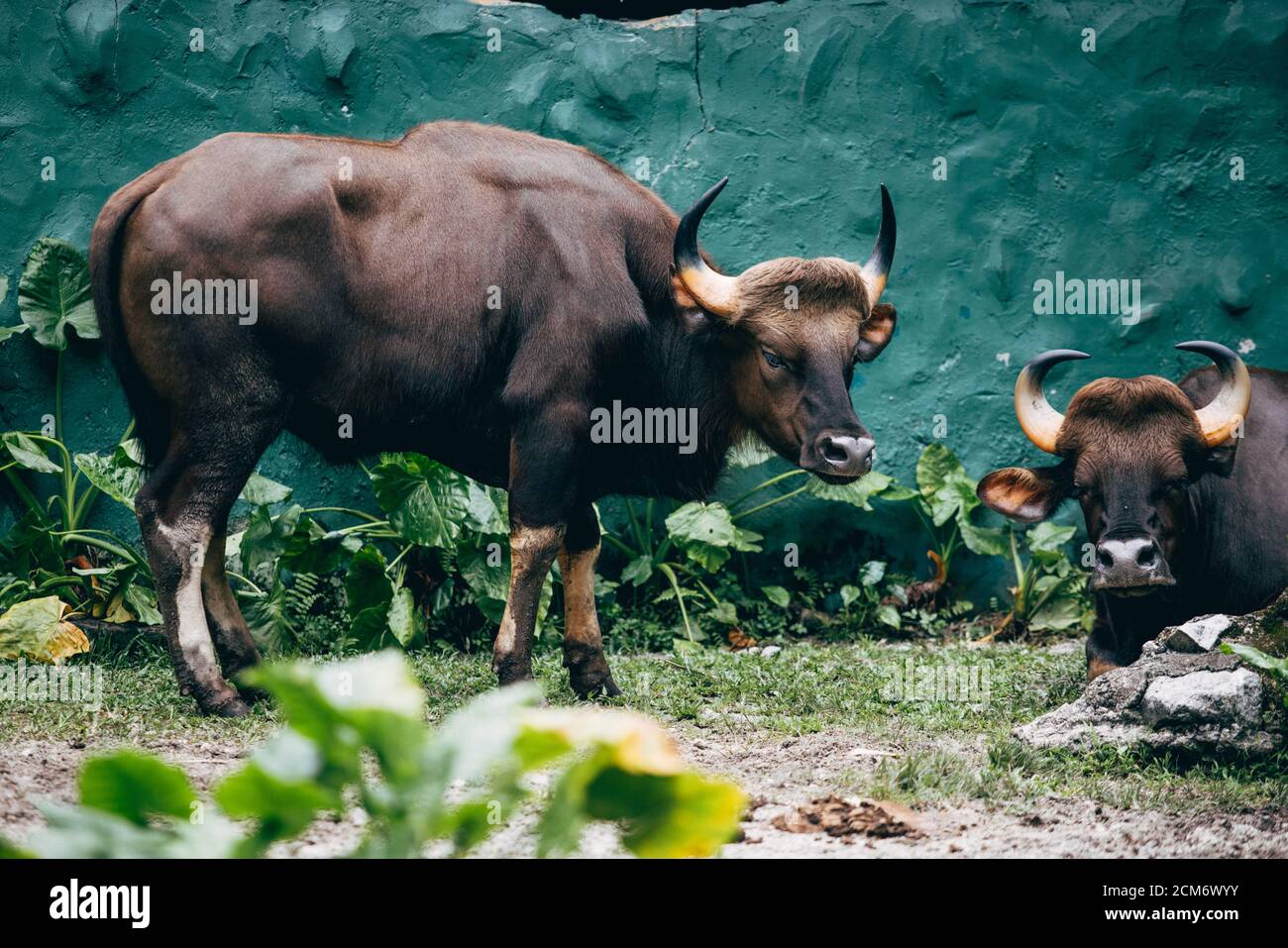 The ox family at Malaysia National Zoo Stock Photo - Alamy