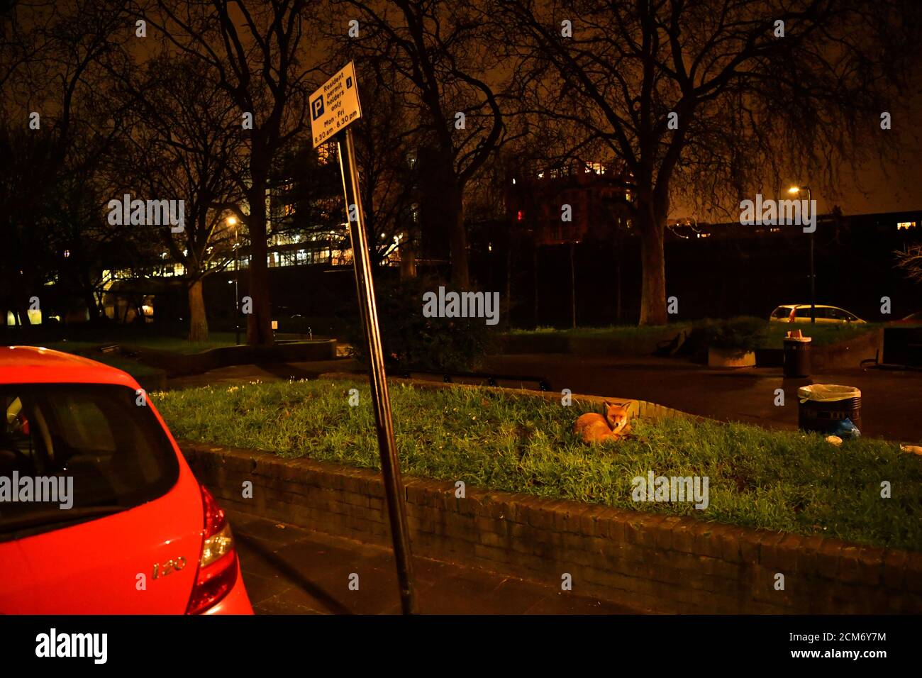Town fox hi-res stock photography and images - Alamy