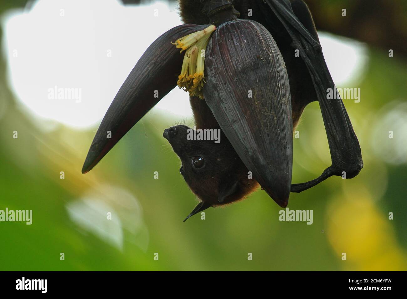 Indian flying fox on the banana flower, Kerala's ecosphere is home to ...