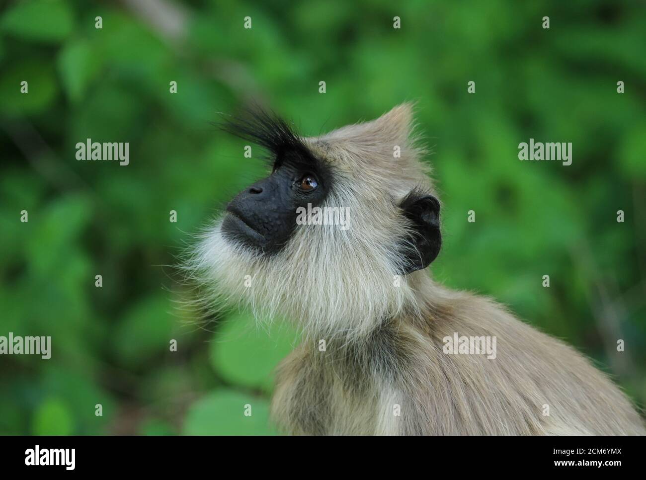 Gray langurs or Hanuman langurs, the most widespread langurs of the ...