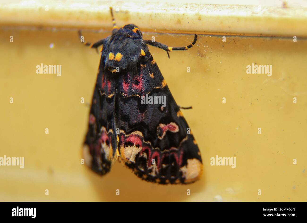 lily moth, God's Own Country, Kerala's exciting ecosphere is home to an ...