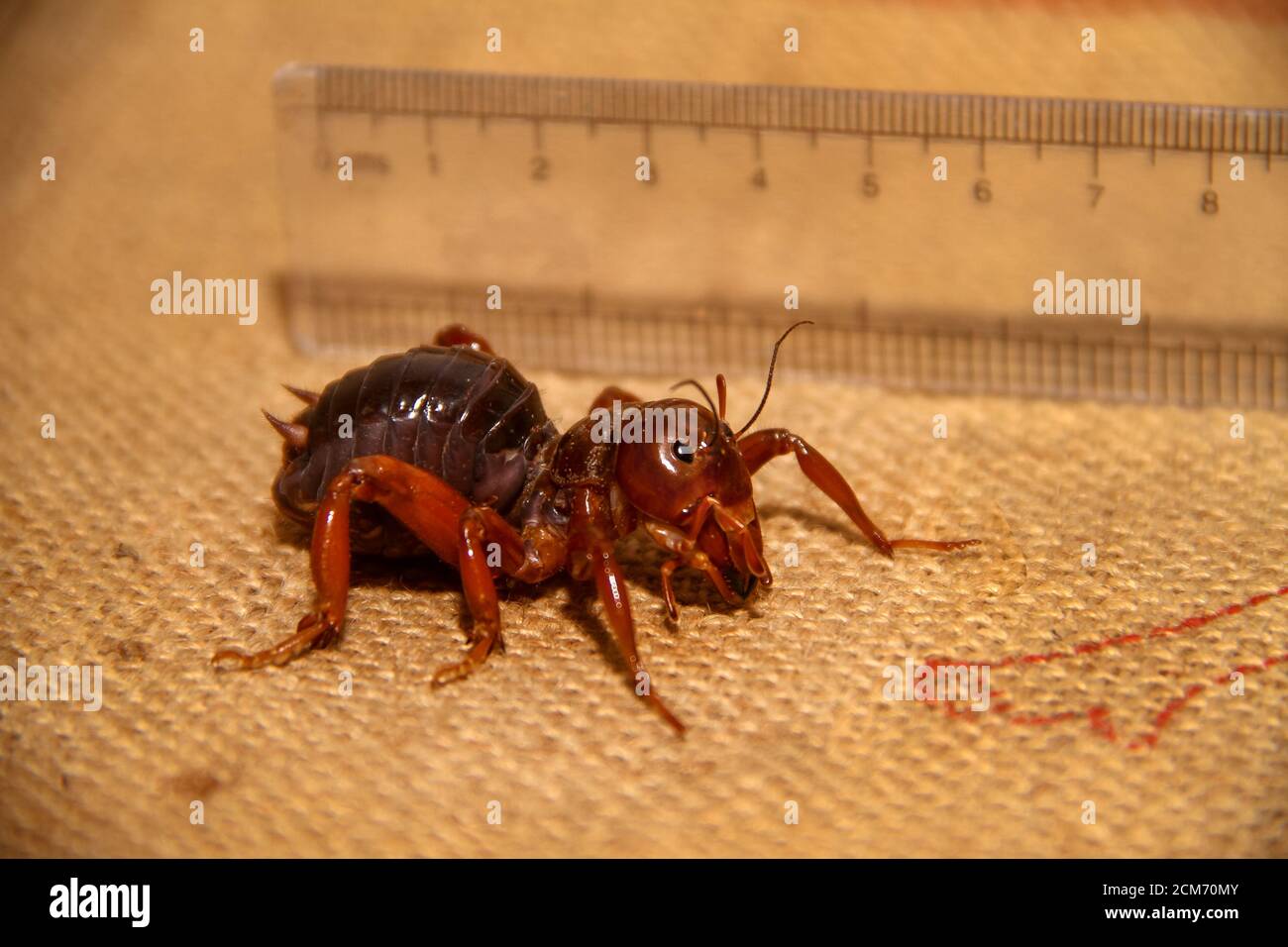 Jerusalem crickets are a group of large, flightless insects of the ...