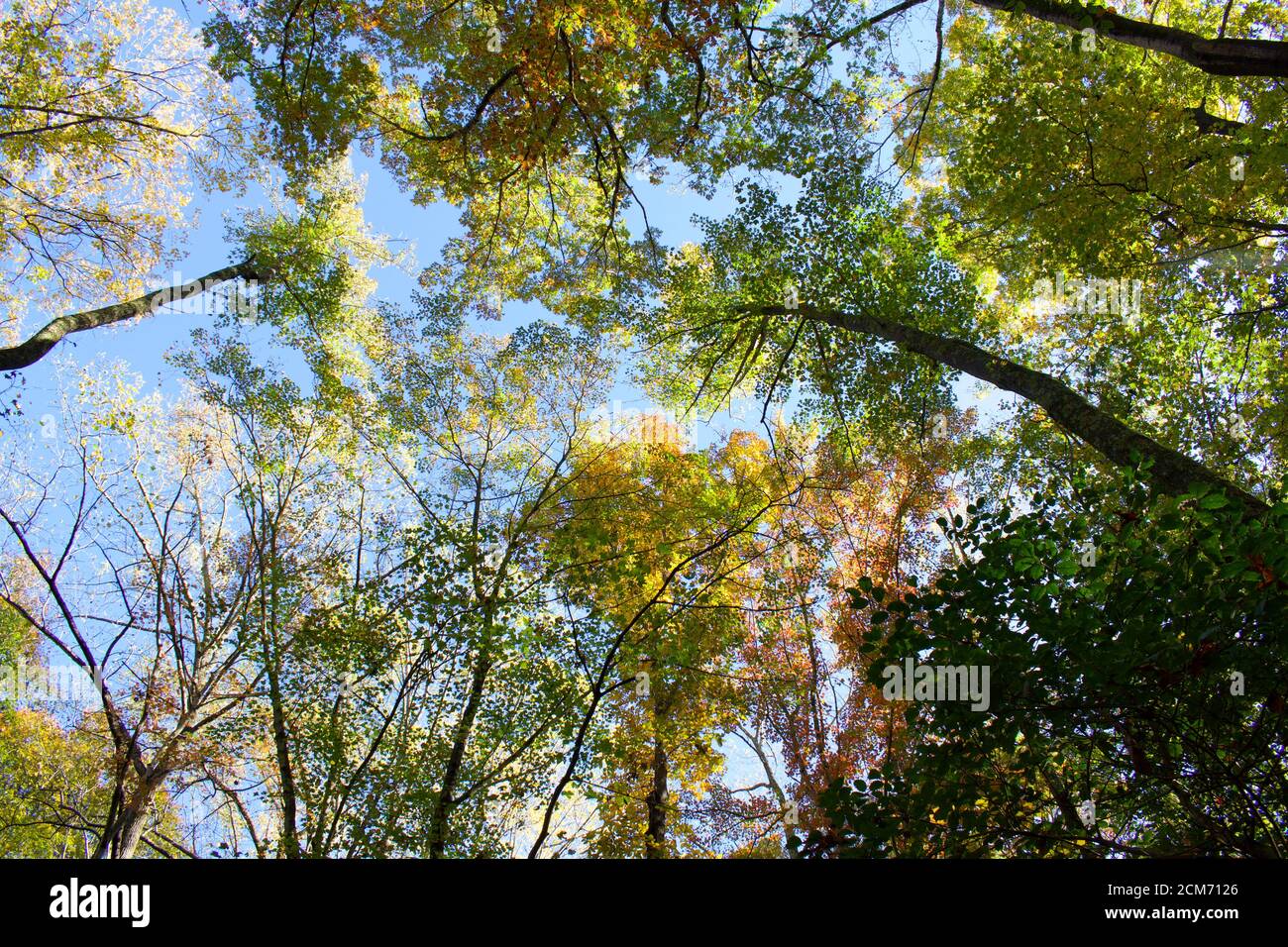 Tree canopy of fall leaves hi-res stock photography and images - Alamy