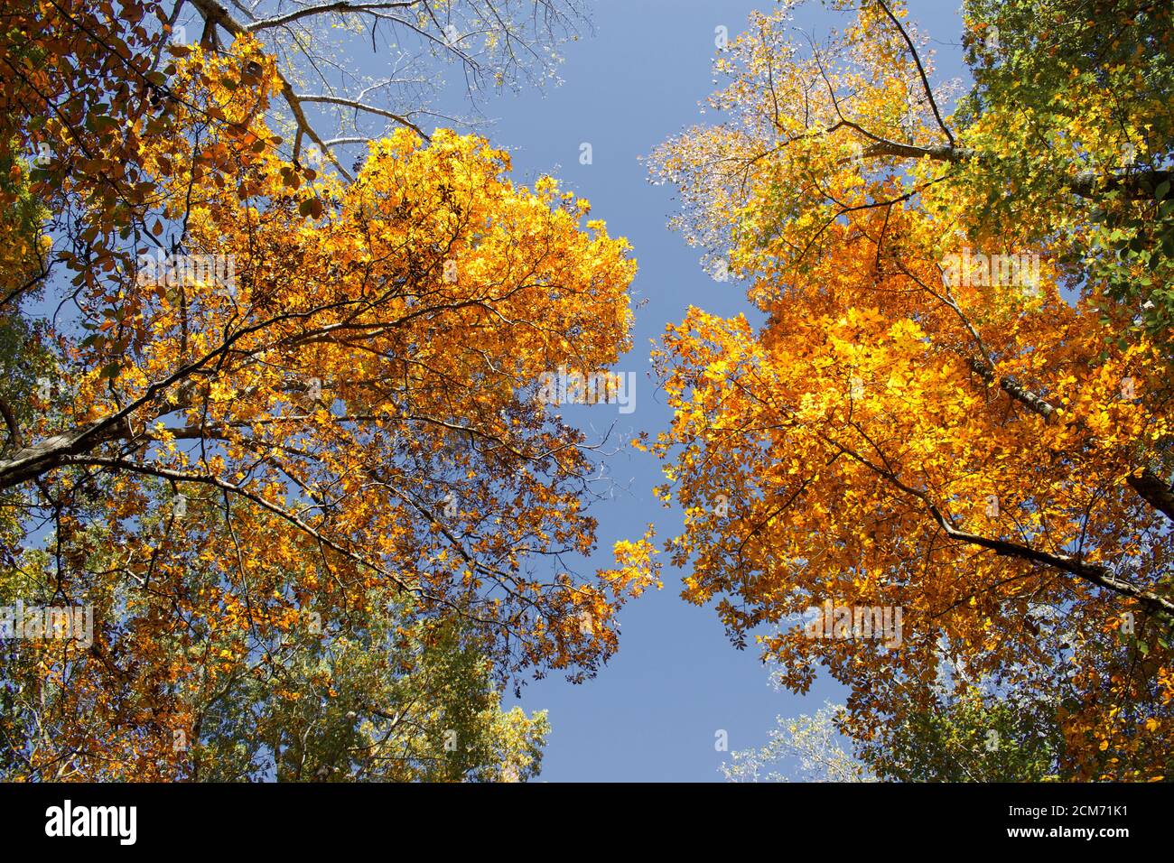 Looking up at tree canopy during fall with vivid autumn foliage Stock ...