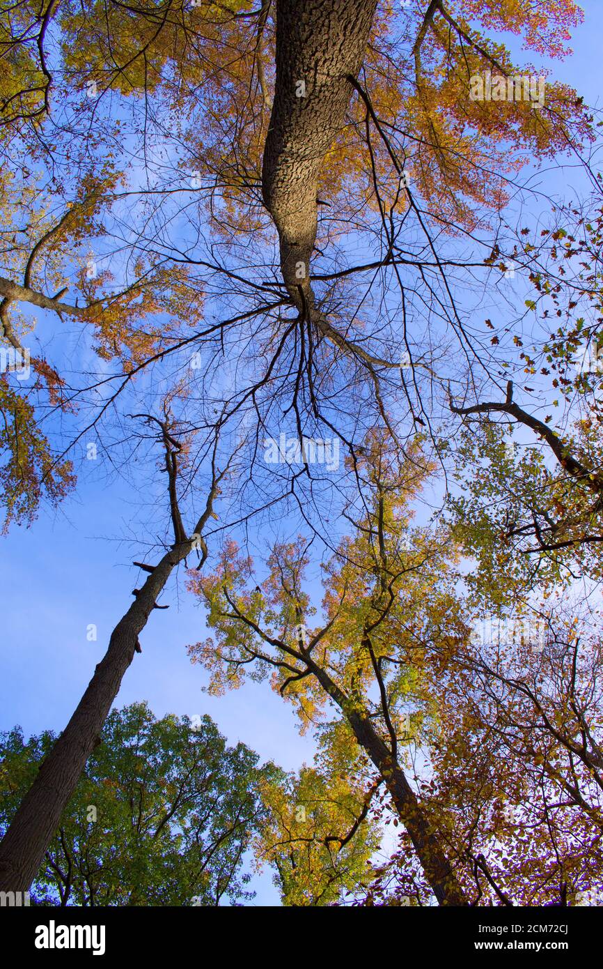 Looking up at tree canopy during fall with vivid autumn foliage Stock ...