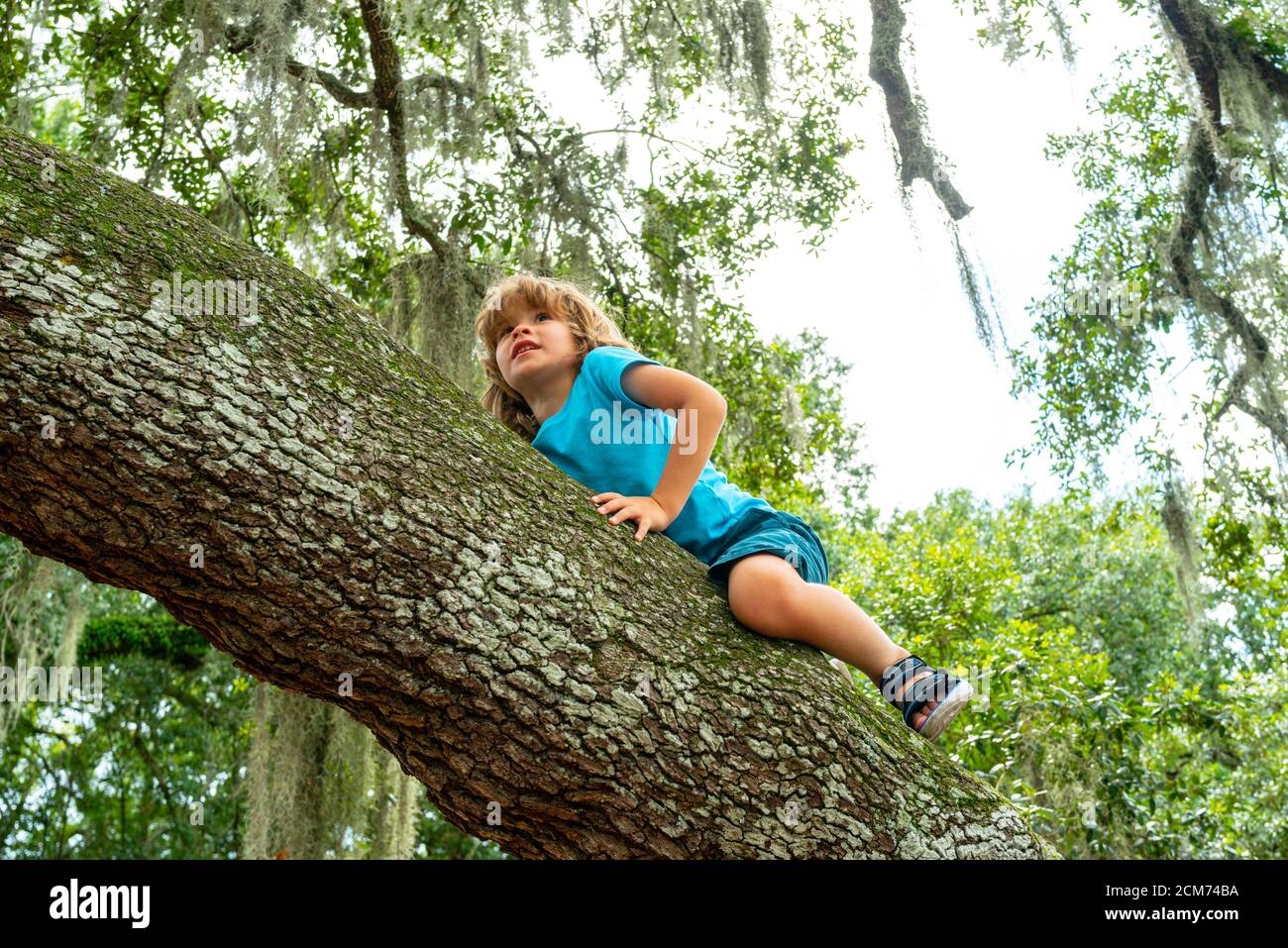 Cute boy kid in a tree on a big branch. Kids games and leisure ...
