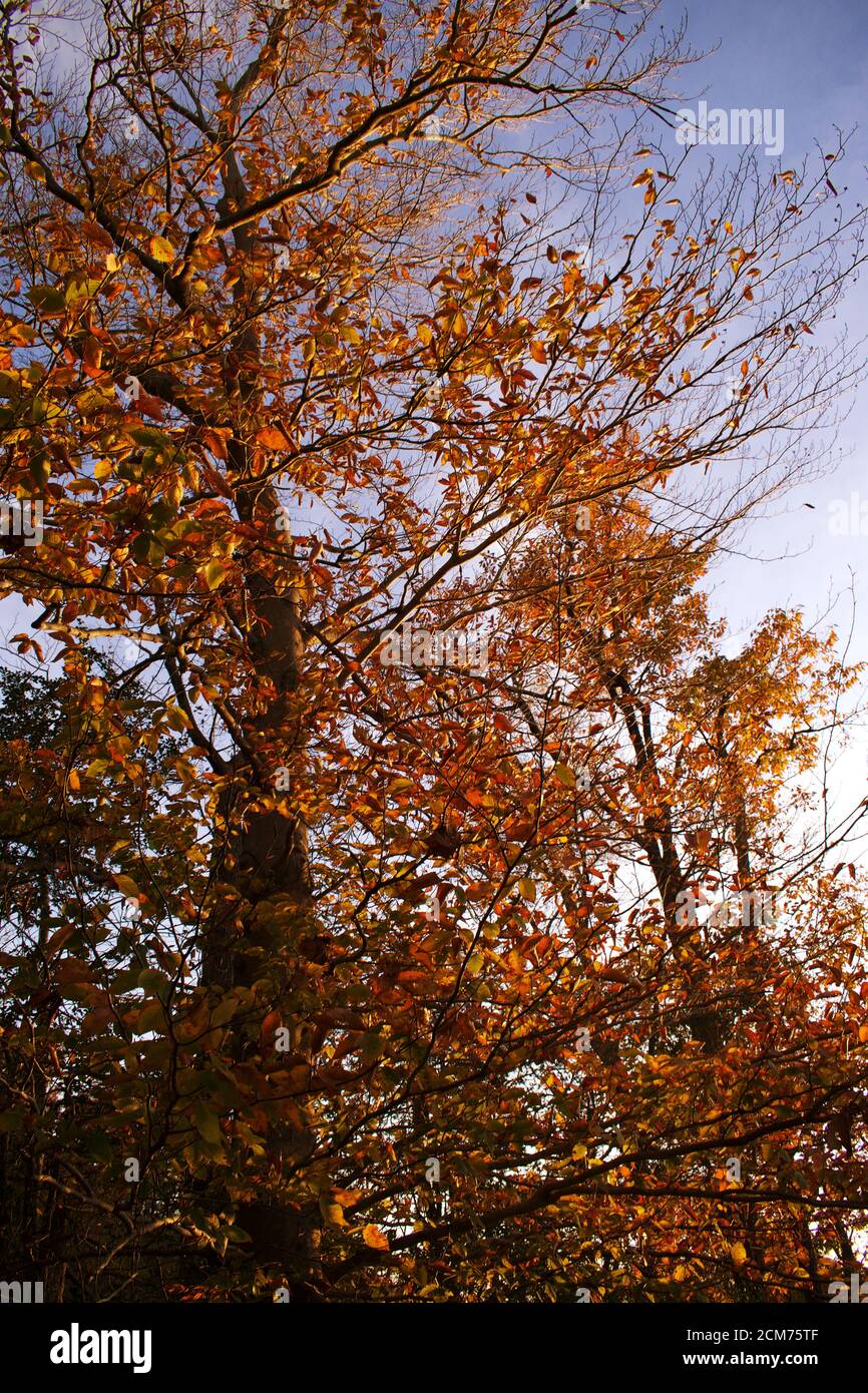 Fall foliage in nature hi-res stock photography and images - Alamy