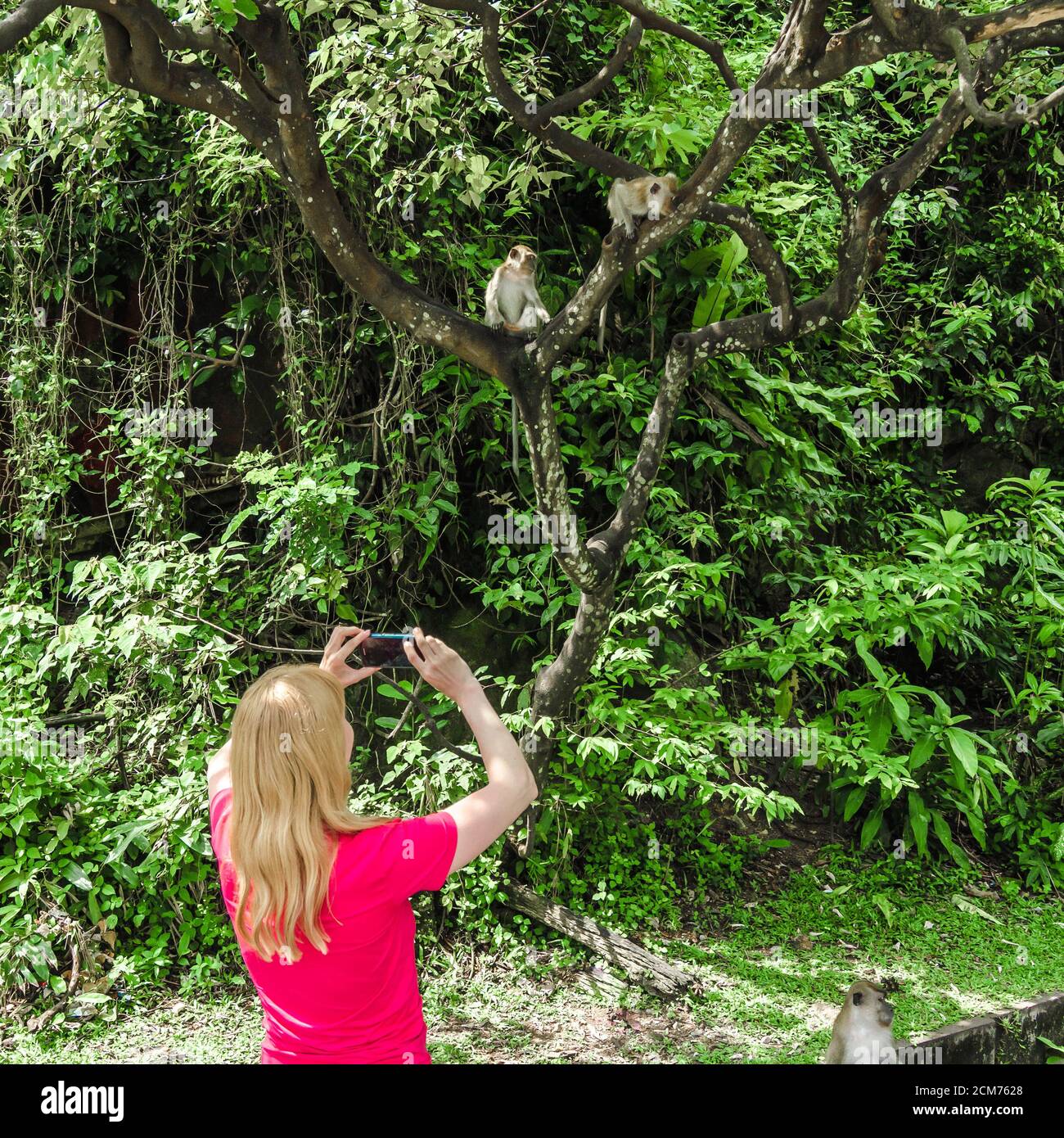 Woman takes pictures of monkeys Stock Photo - Alamy