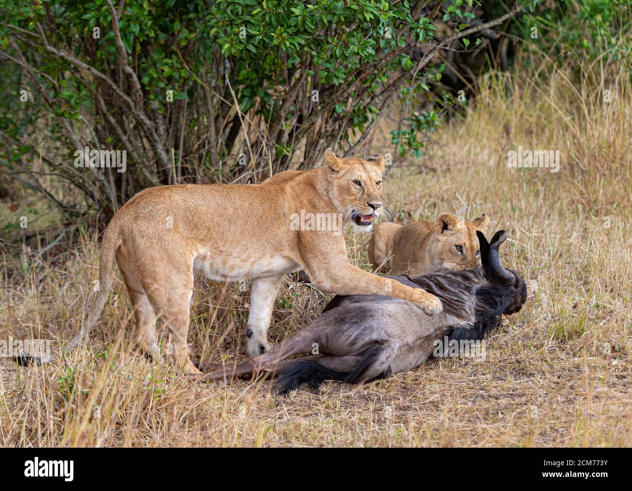 Two young lioness made a wildebeest kill seen at Masai Mara, Kenya ...