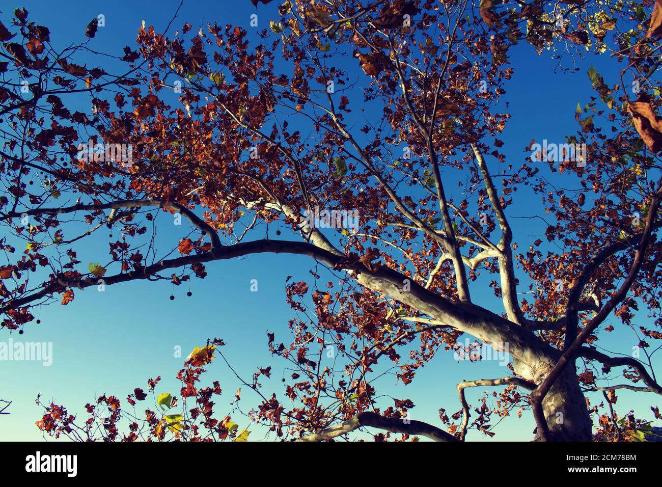 Looking up at tree canopy during fall with vivid autumn foliage Stock ...