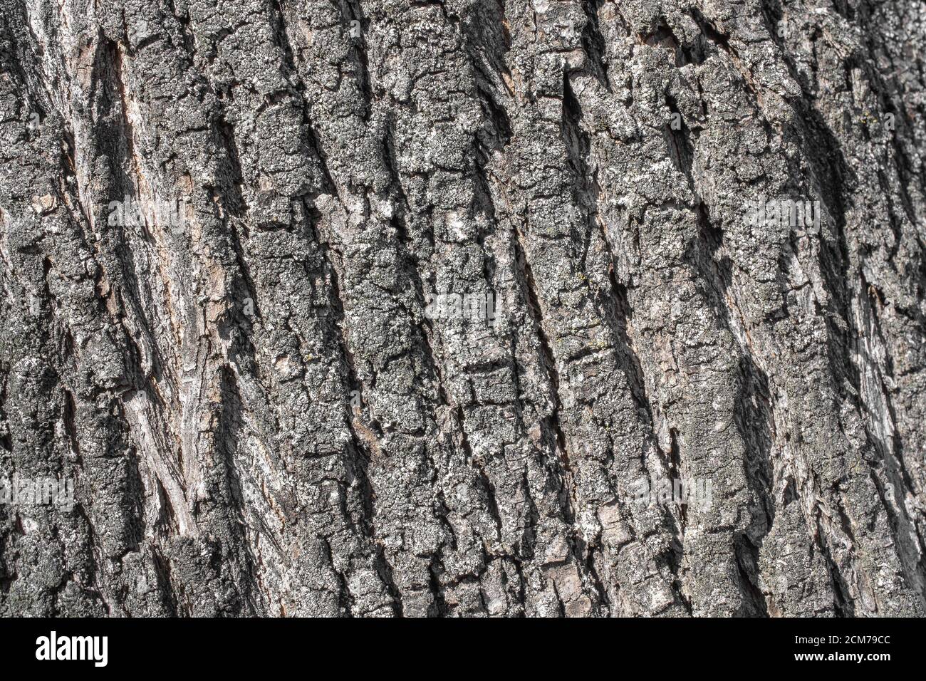 dry tree bark texture and background, nature concept, A close-up photo ...