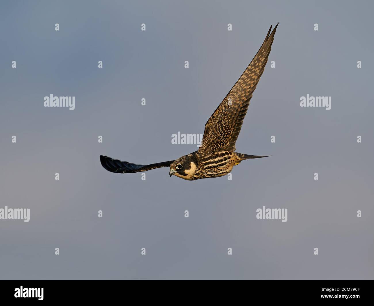Eurasian hobby in flight hi-res stock photography and images - Alamy
