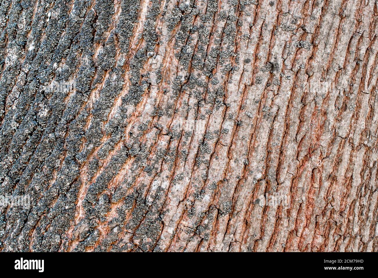 Dry tree bark texture and background. The brown bark texture of old ...