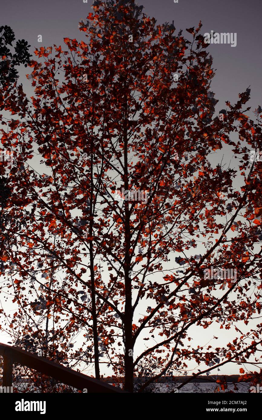 Looking up at tree canopy during fall with vivid autumn foliage Stock ...
