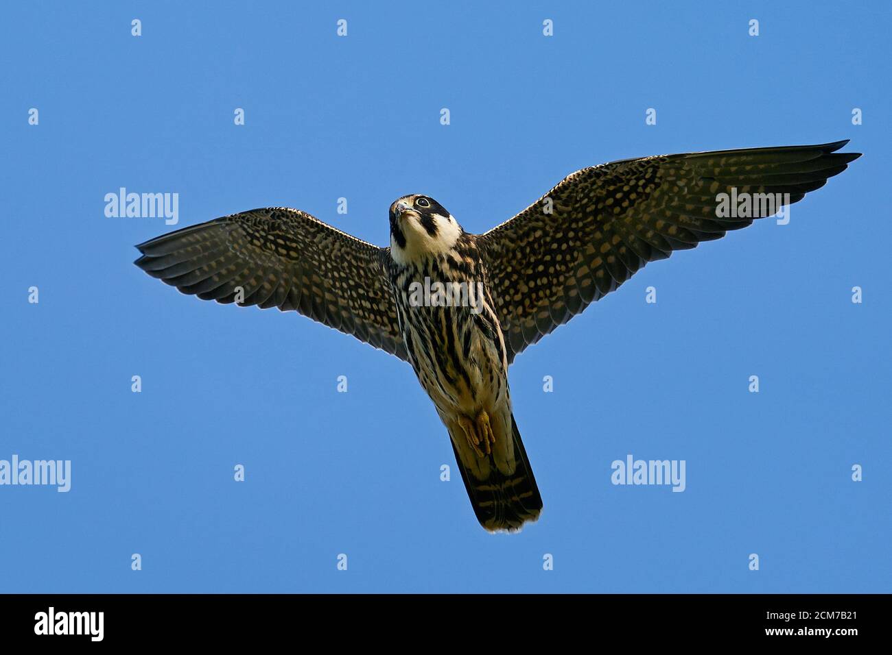 Eurasian hobby in flight hi-res stock photography and images - Alamy