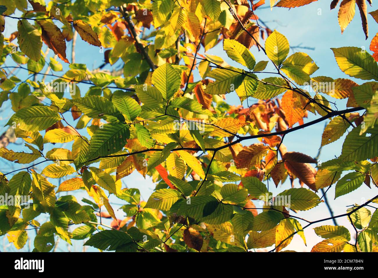 Looking up at tree canopy during fall with vivid autumn foliage Stock ...