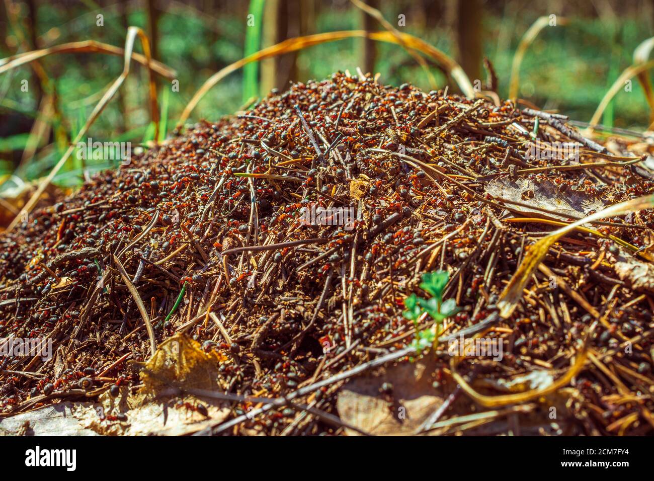 anthill in the forest, the life of ants. Wildlife. horizontal Stock ...