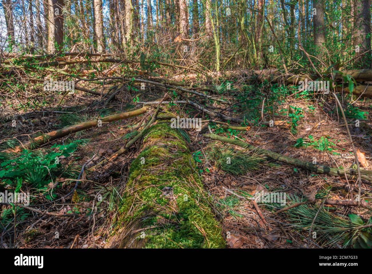 Fallen pine trees on the forests floor, slowly decaying and returning ...