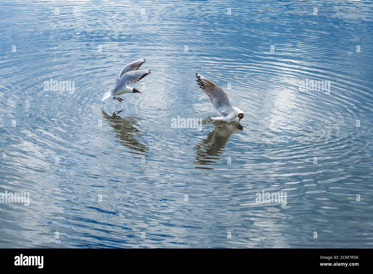 Fish hunting food on sea hi-res stock photography and images - Alamy