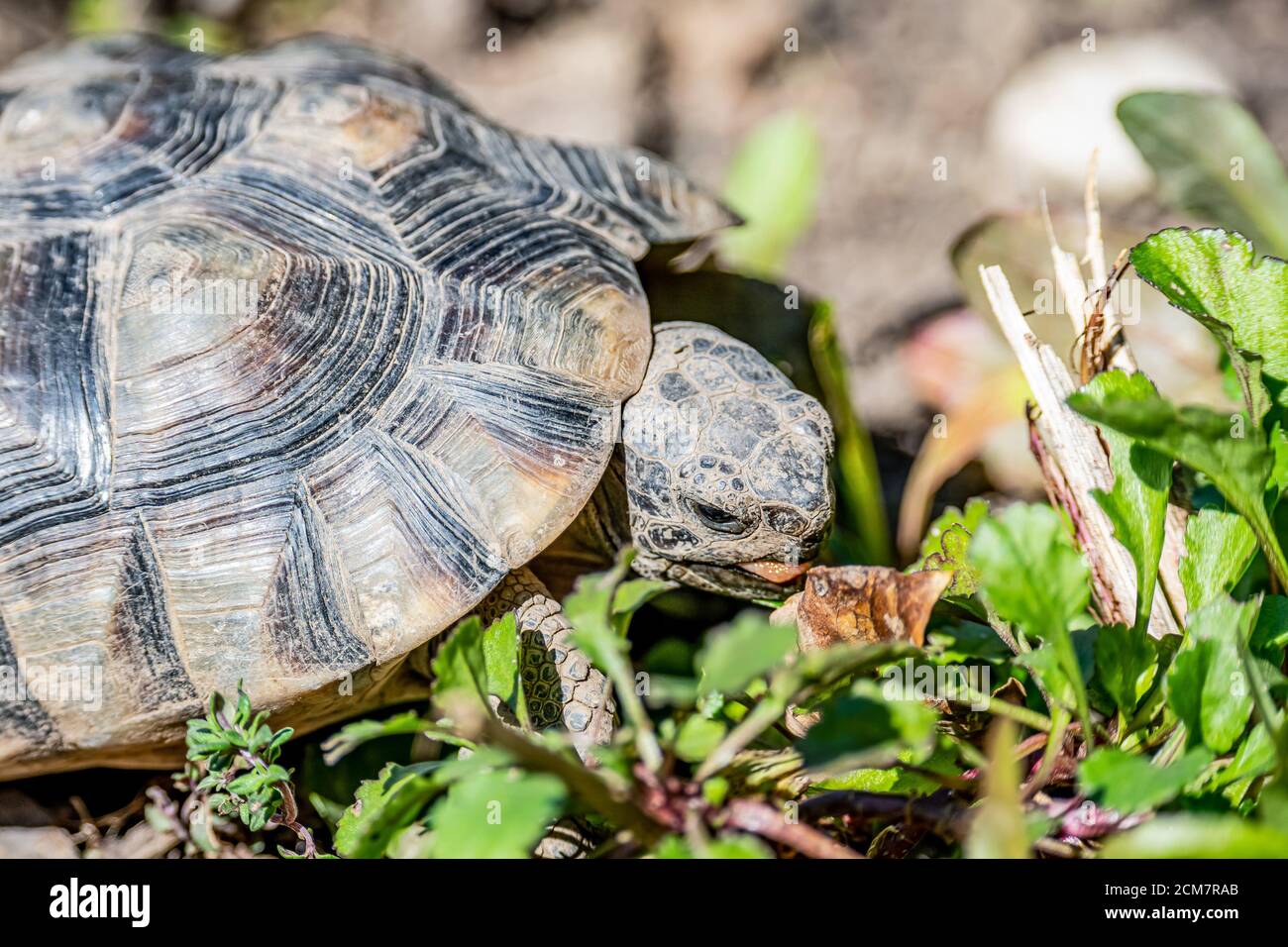 Tortoise eating flower hi-res stock photography and images - Alamy