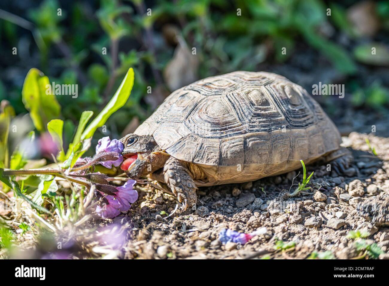 Purple Turtle High Resolution Stock Photography and Images - Alamy