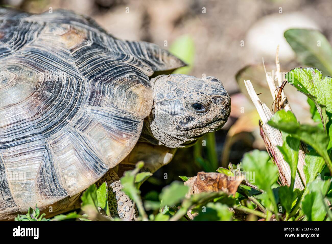 Turtle Testudo Marginata the european landturtle wildlife free eating ...